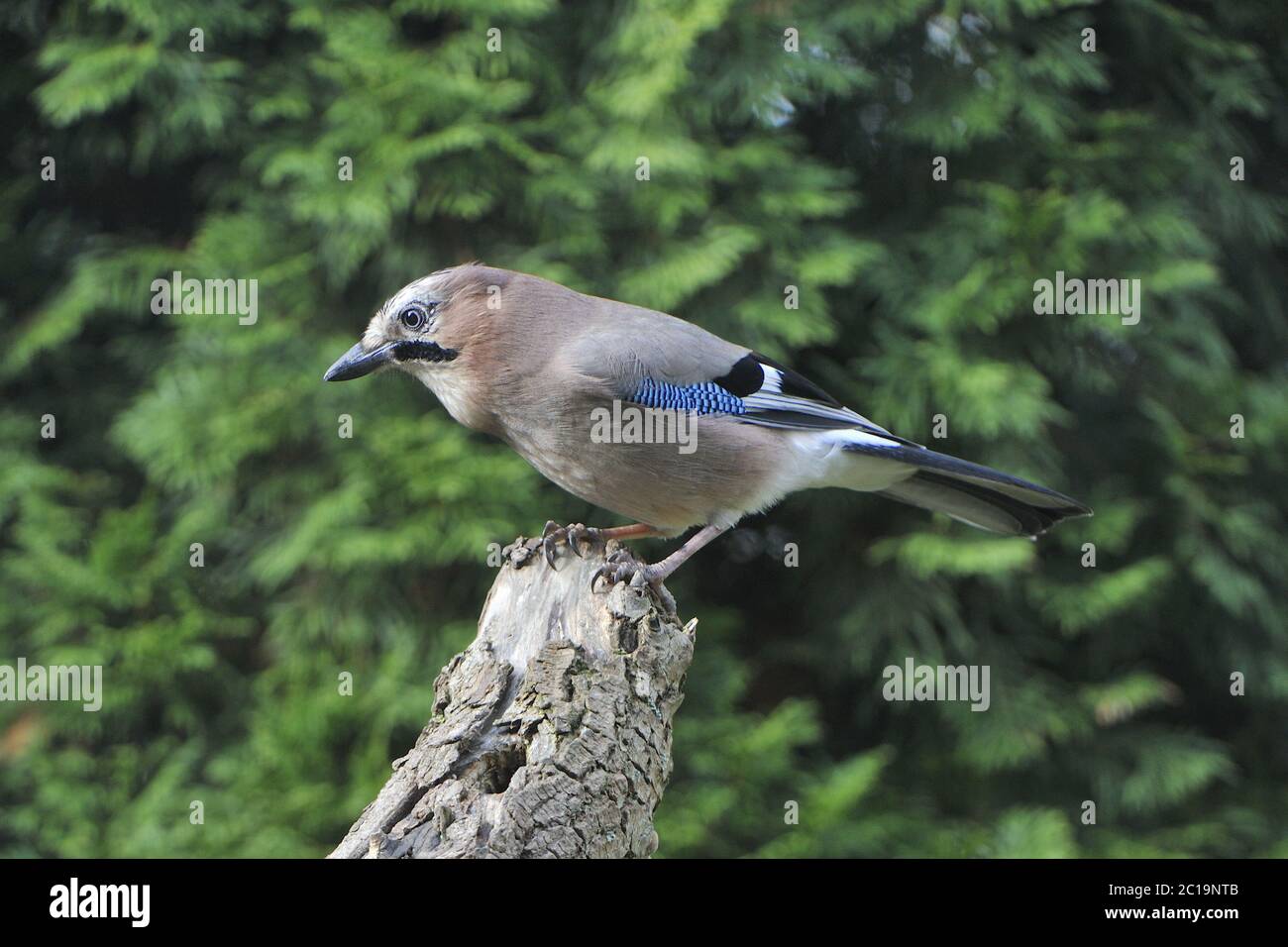 Eurasian jay flight hi-res stock photography and images - Alamy