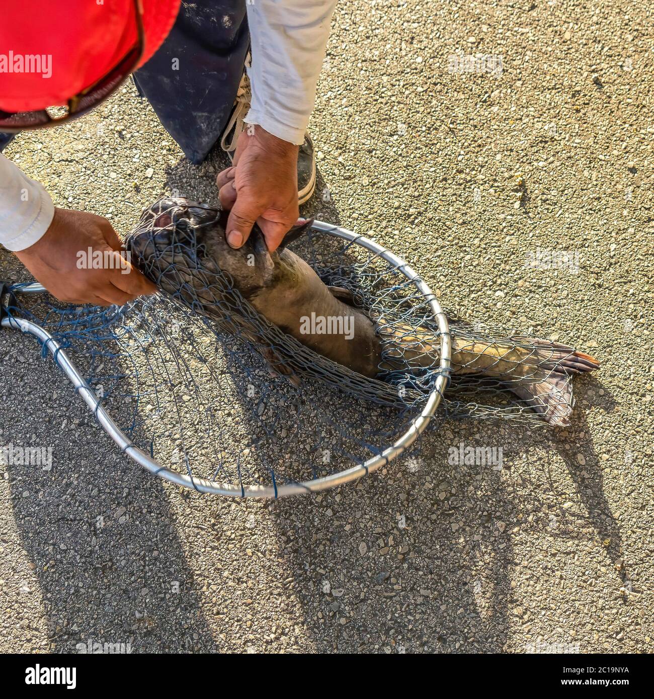 Net scoop hi-res stock photography and images - Alamy
