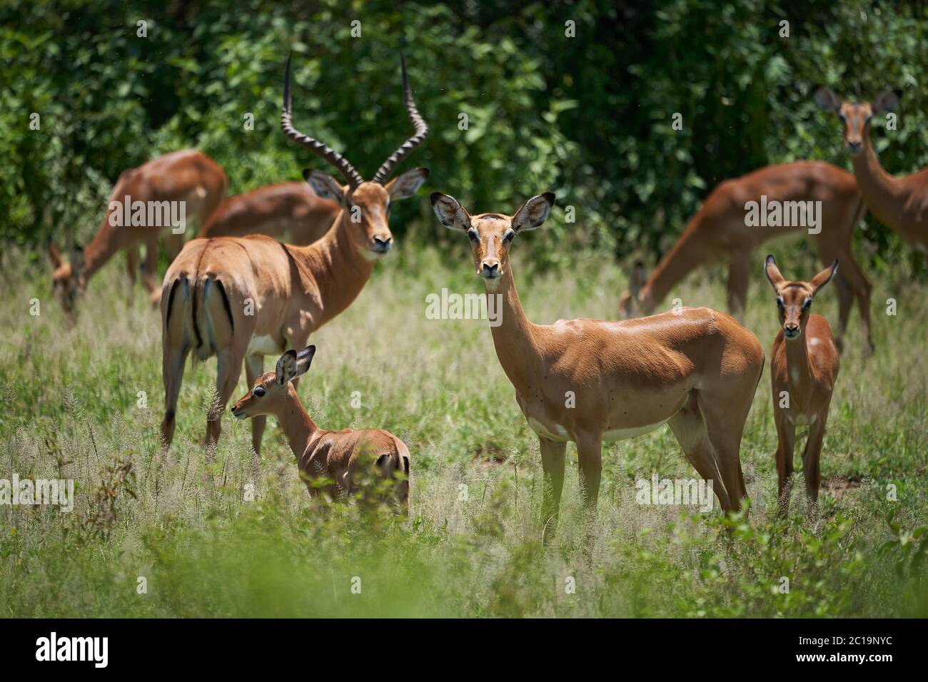 Impala Group Impalas Antelope Portrait Africa Safari Stock Photo - Alamy