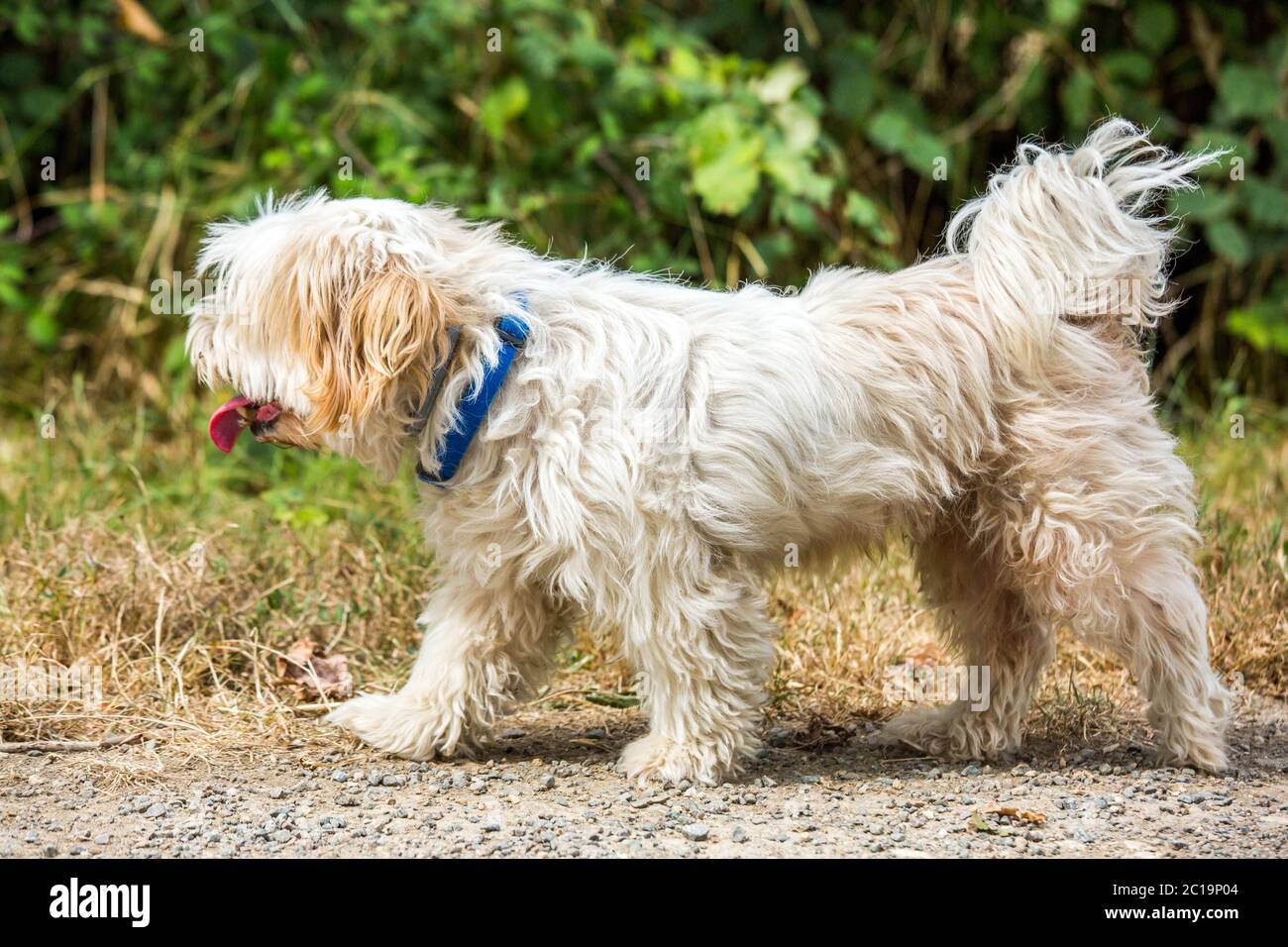 Side view of white dog walking in nature with a collar on Stock Photo ...