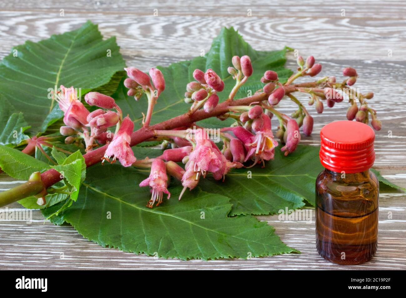 bach flower remedies of red chestnut Stock Photo - Alamy