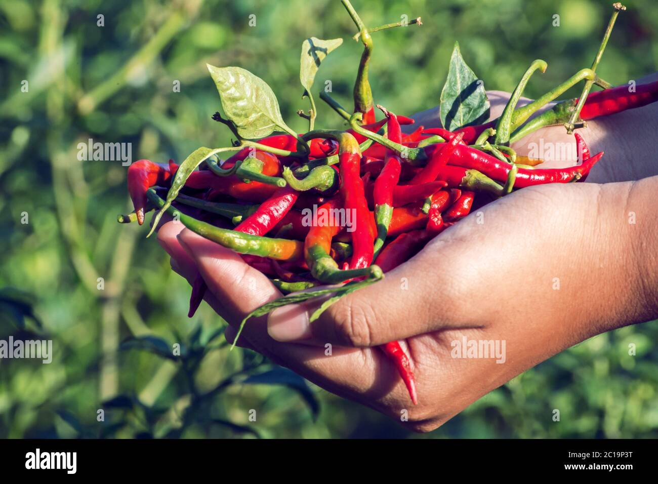hand hold chilli Stock Photo - Alamy