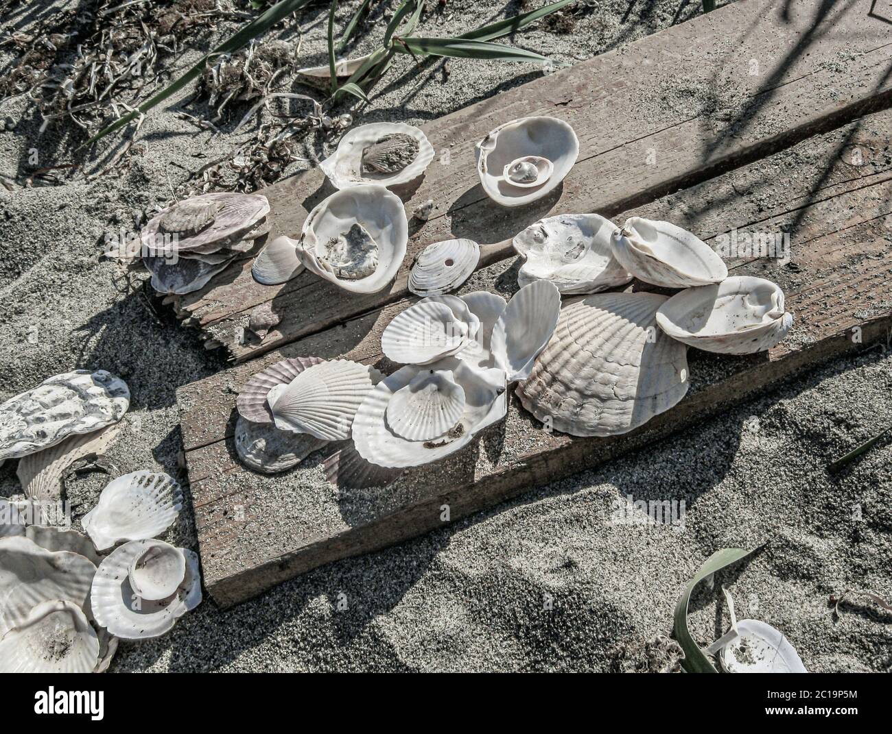 closeup of some seashells on the sand of a beach, Japanese Sea Stock ...