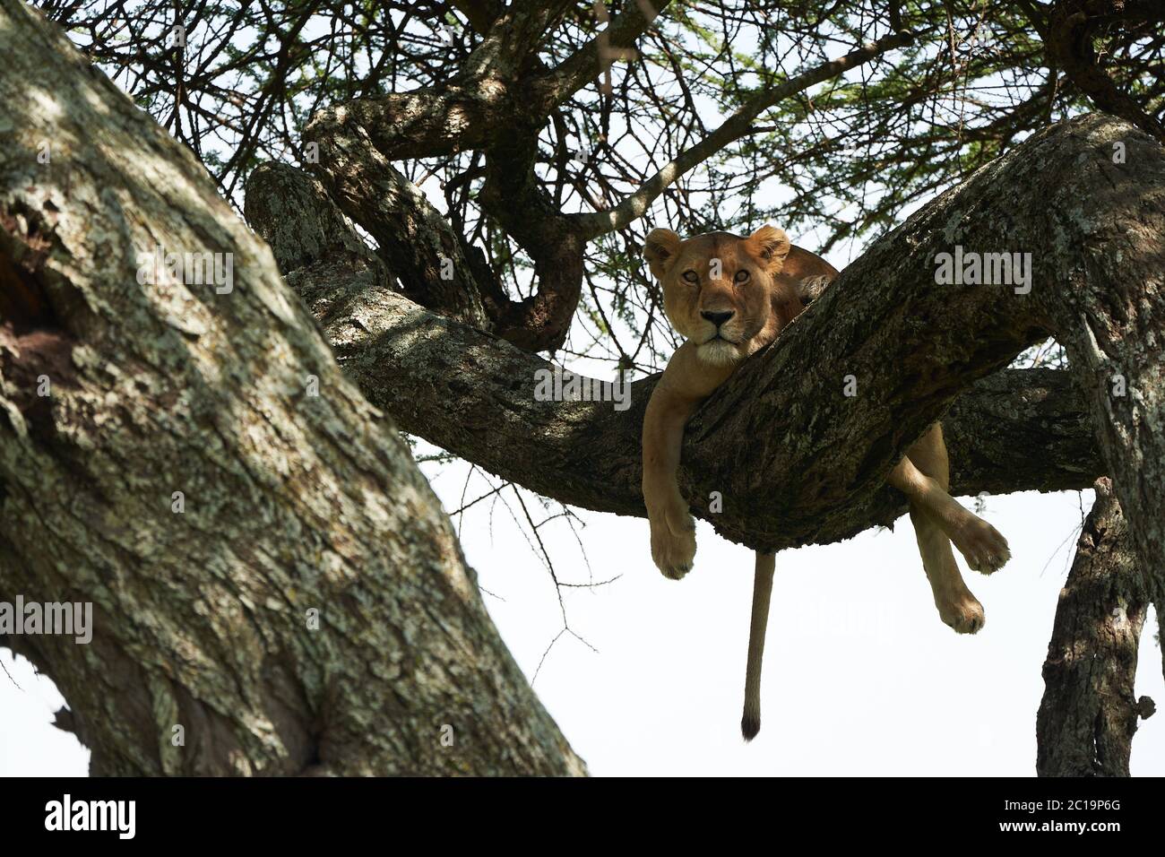 Lioness tree climbing Serengeti - Lion Safari Africa Stock Photo - Alamy