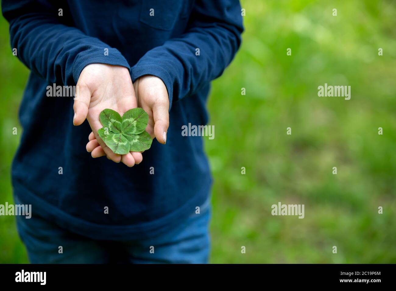 Child hands holding lucky four leaf clover. Boy have many four leaf ...