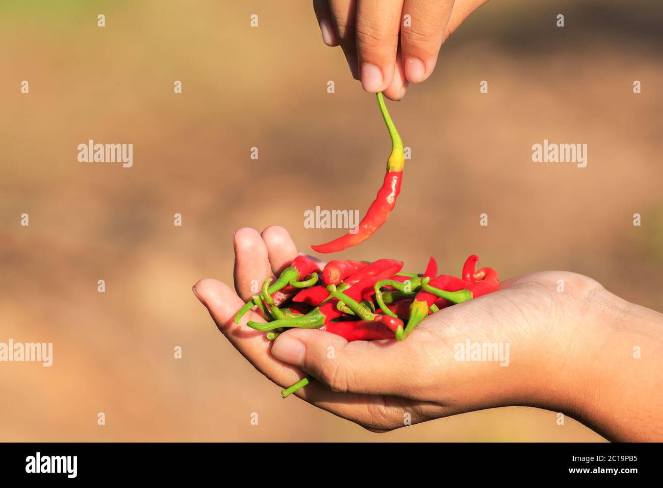 hand hold chilli Stock Photo - Alamy