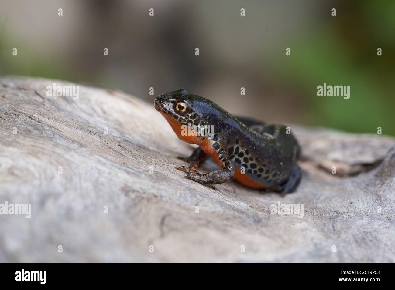 Eye of newt hi-res stock photography and images - Alamy