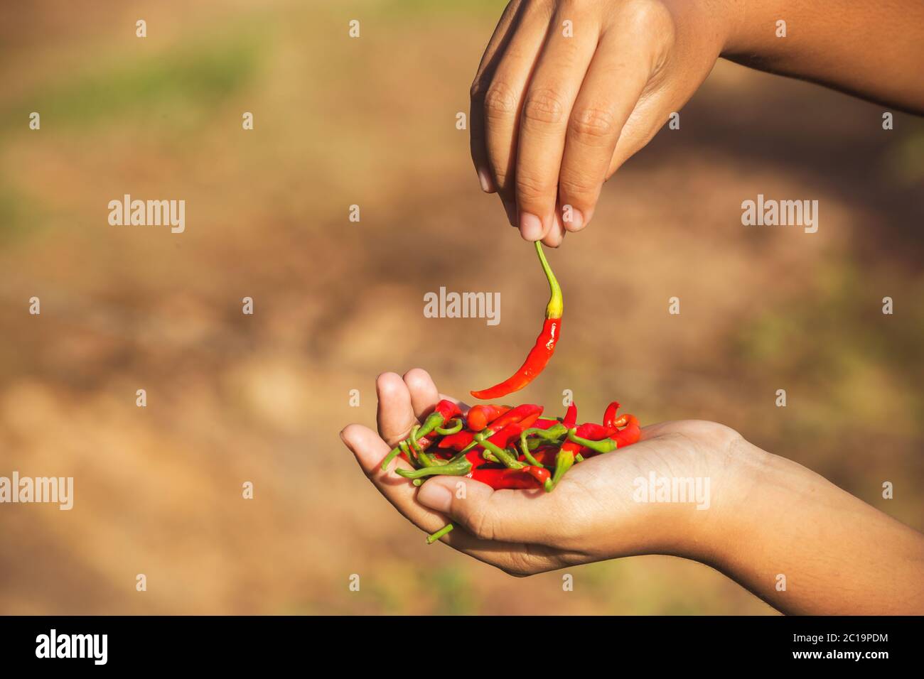 hand hold chilli Stock Photo - Alamy