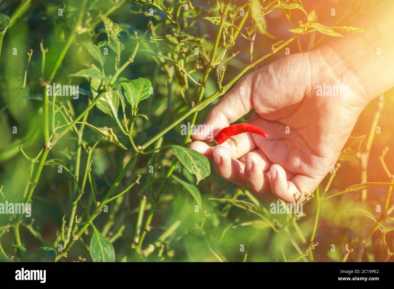hand hold chilli Stock Photo - Alamy