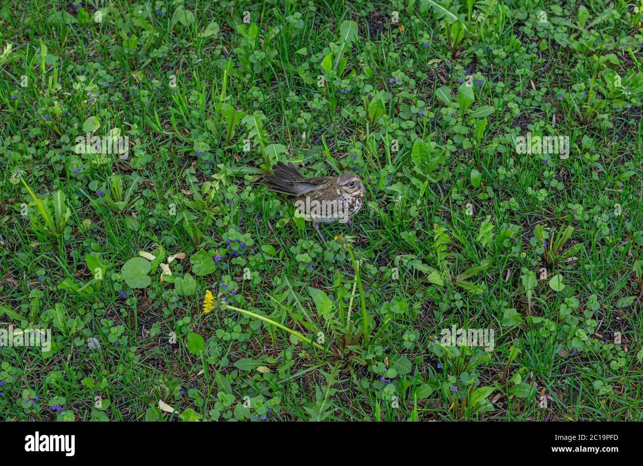 Throstle hi-res stock photography and images - Alamy