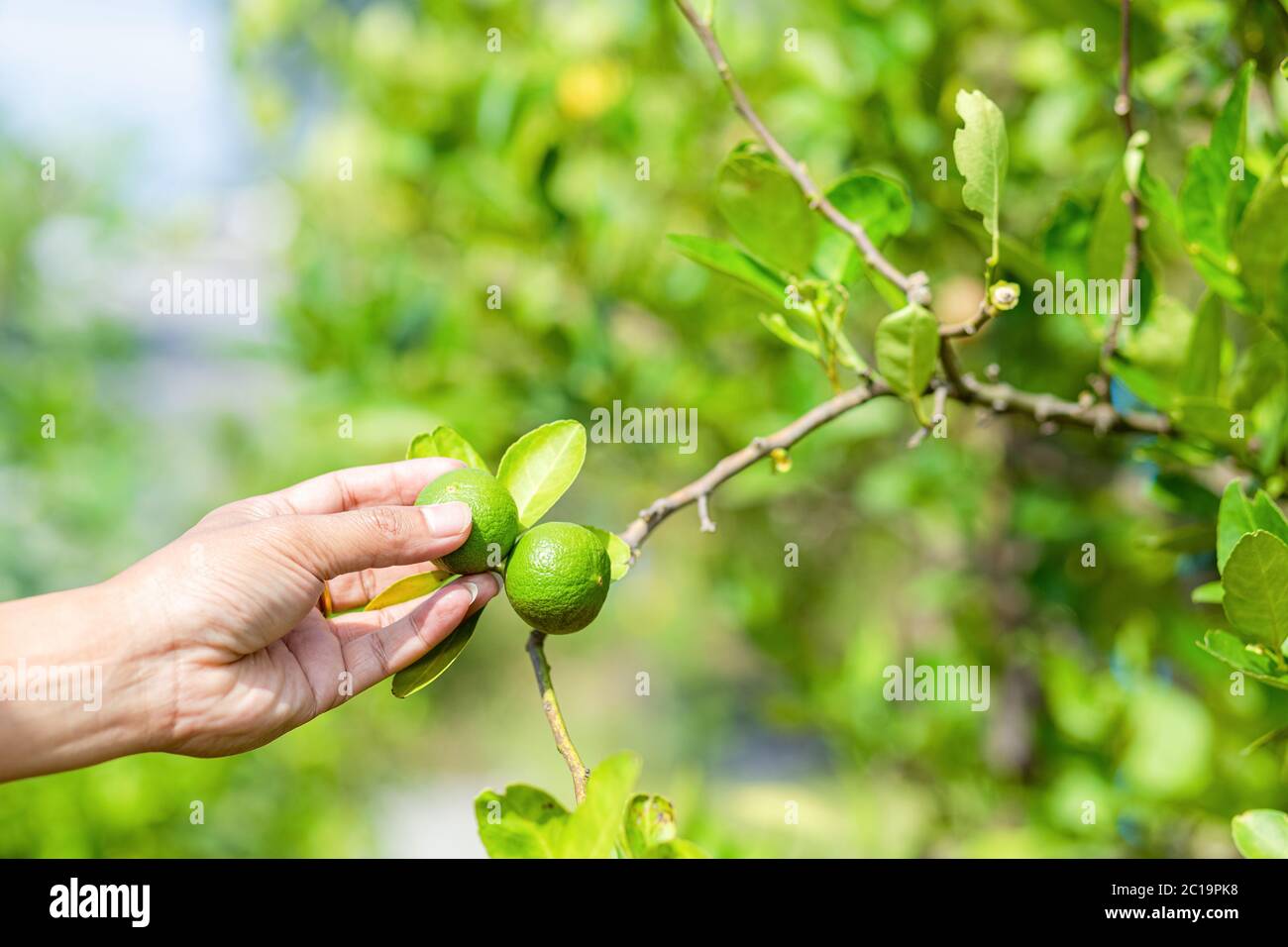 Hand farmer pick lemon from lemon tree Stock Photo - Alamy