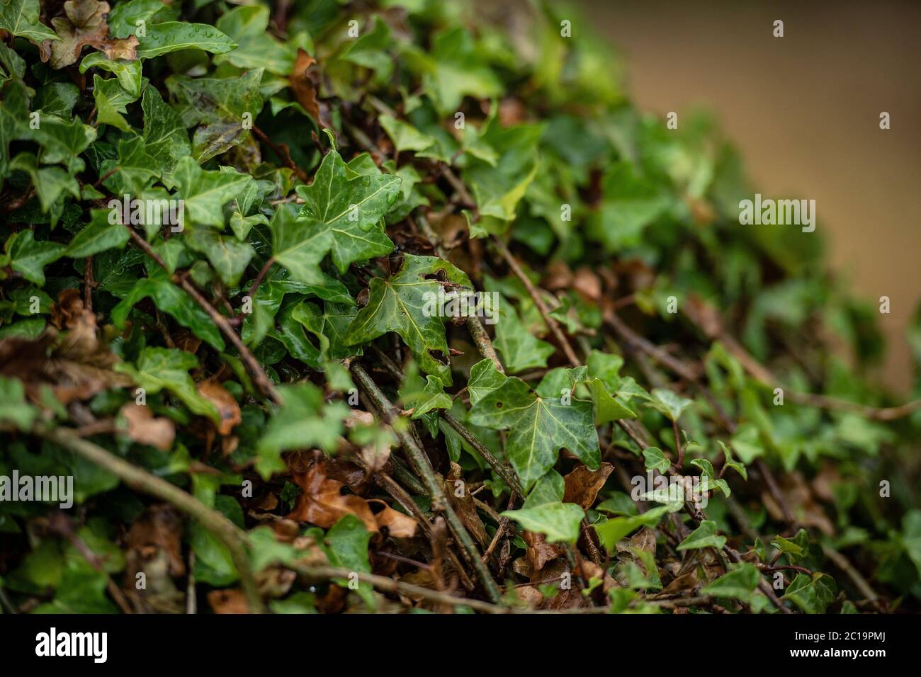 Ground ivy weed hi-res stock photography and images - Alamy