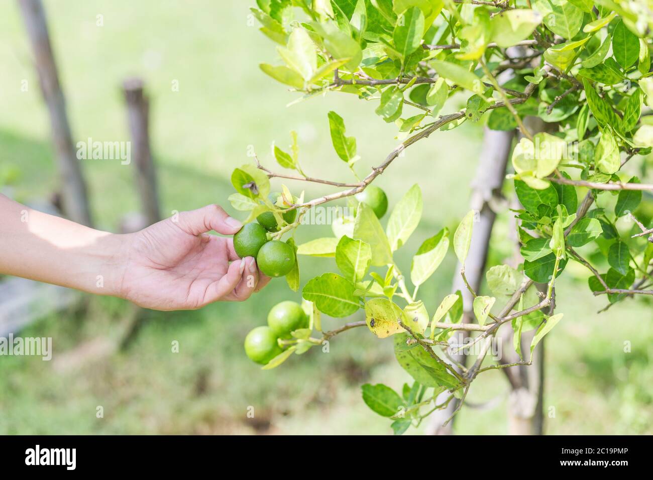 Hand farmer pick lemon from lemon tree Stock Photo - Alamy
