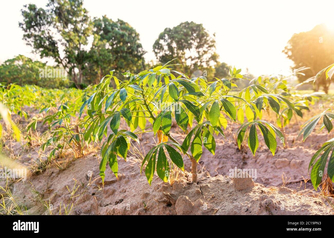 Tapioca farm, potato farm, tapioca plantation, agriculture background ...