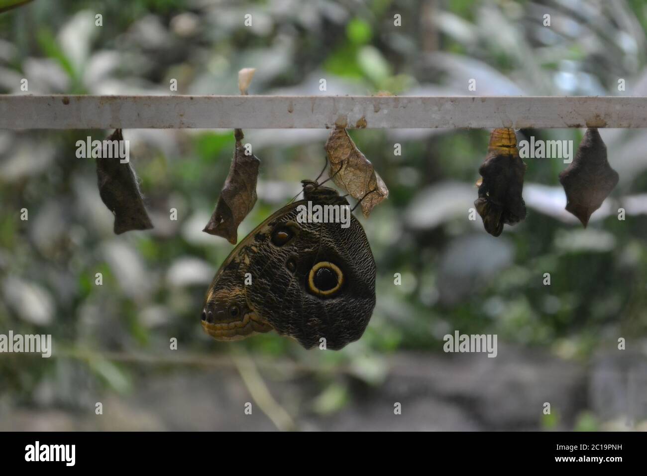 Cocoon hatching hi-res stock photography and images - Alamy