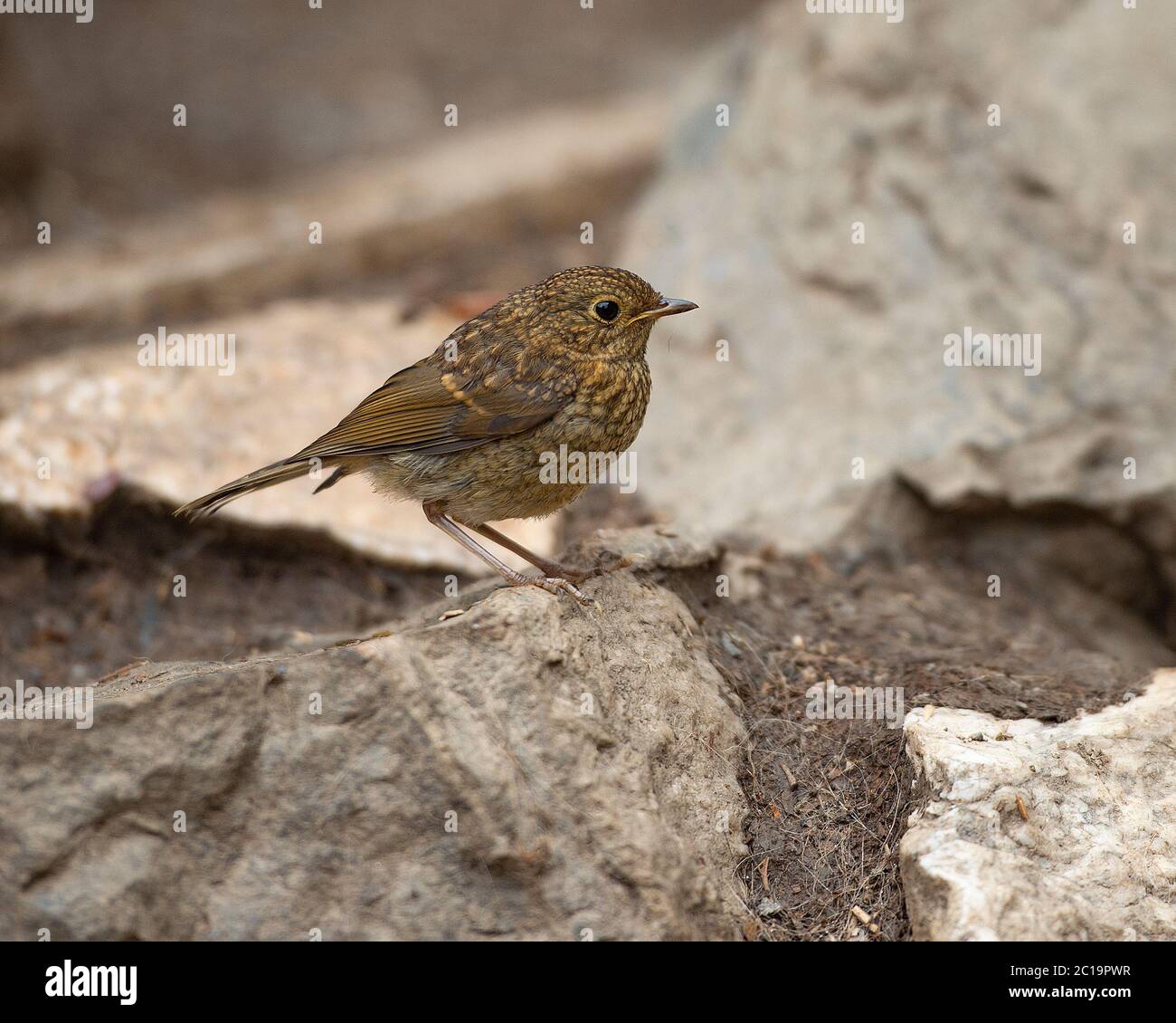 Young Fledgling Robin High Resolution Stock Photography and Images - Alamy