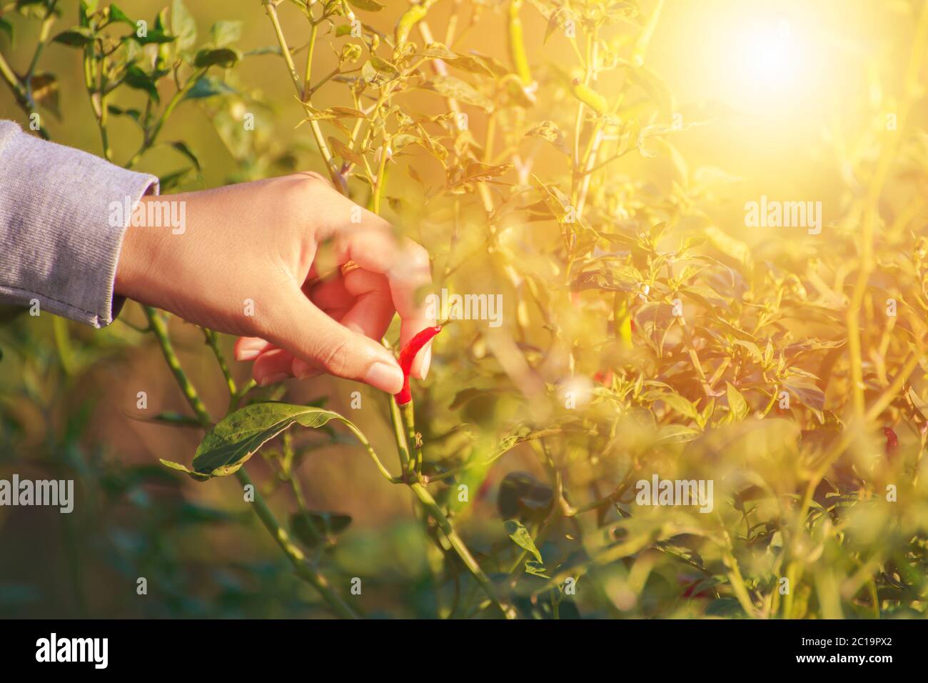hand hold chilli Stock Photo - Alamy