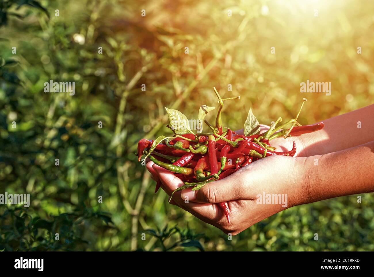 hand hold chilli Stock Photo - Alamy