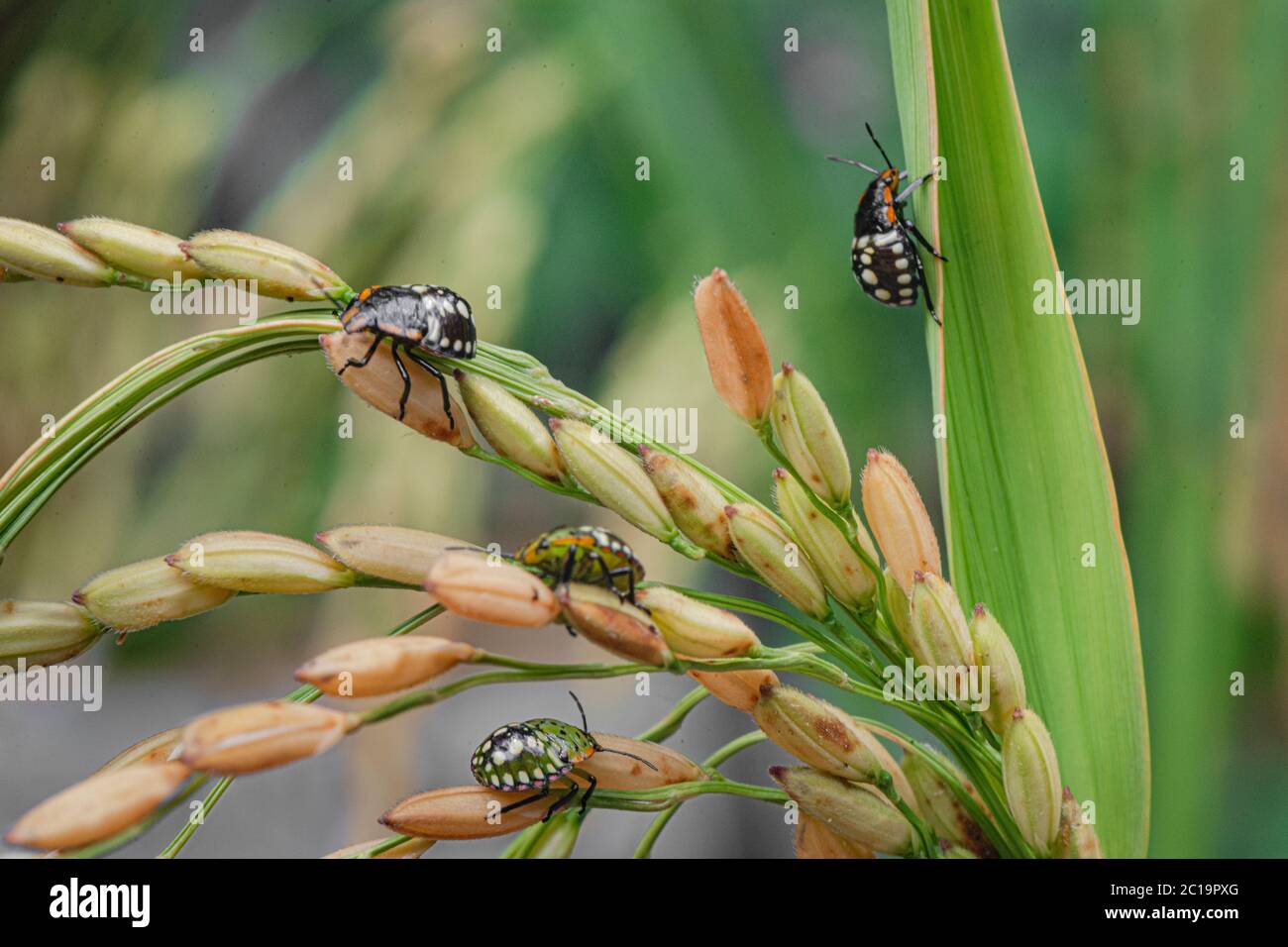 Rice Field and seedling Stock Photo - Alamy