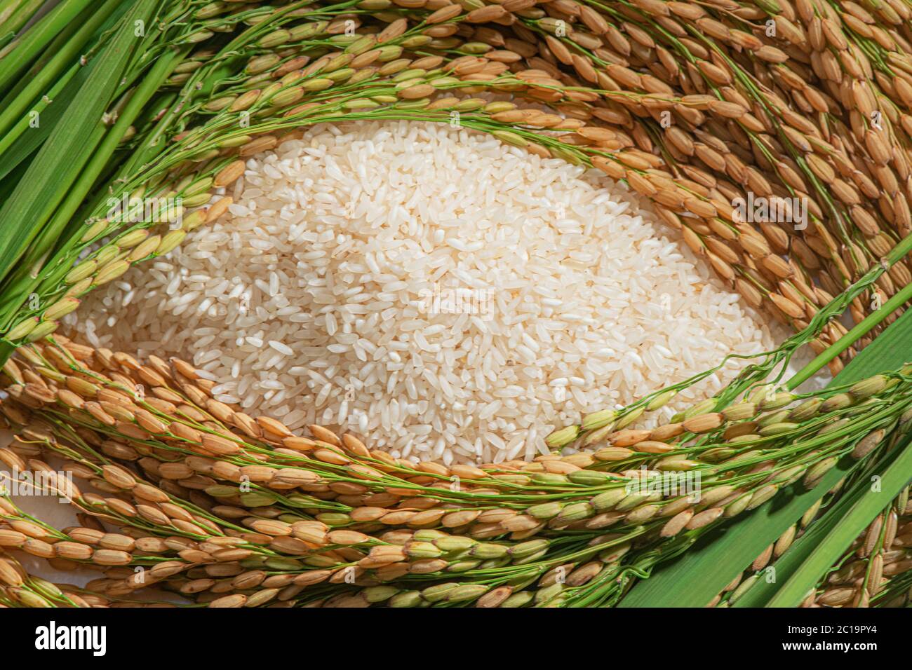 Rice Field and seedling Stock Photo - Alamy
