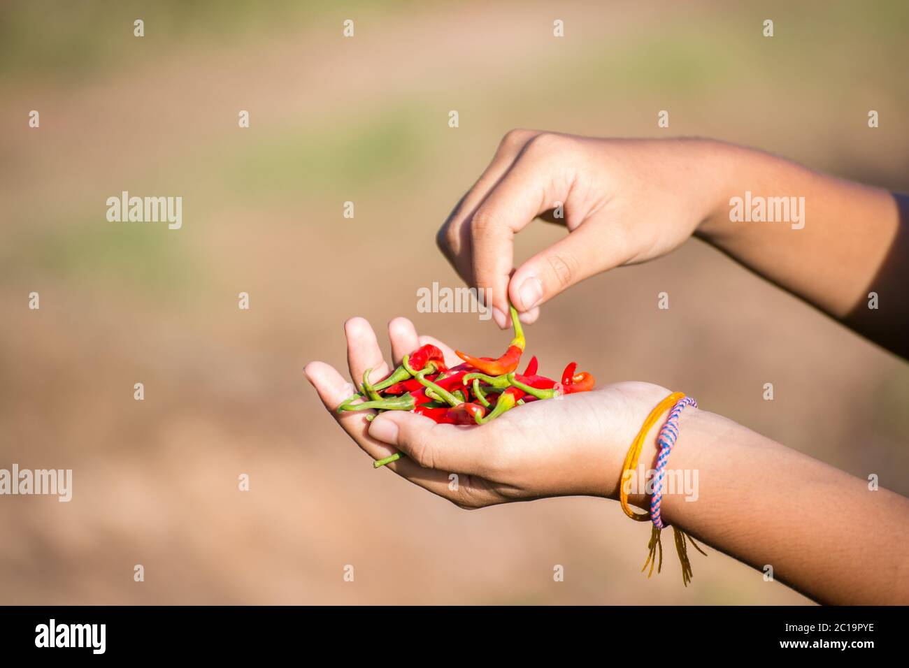 hand hold chilli Stock Photo - Alamy