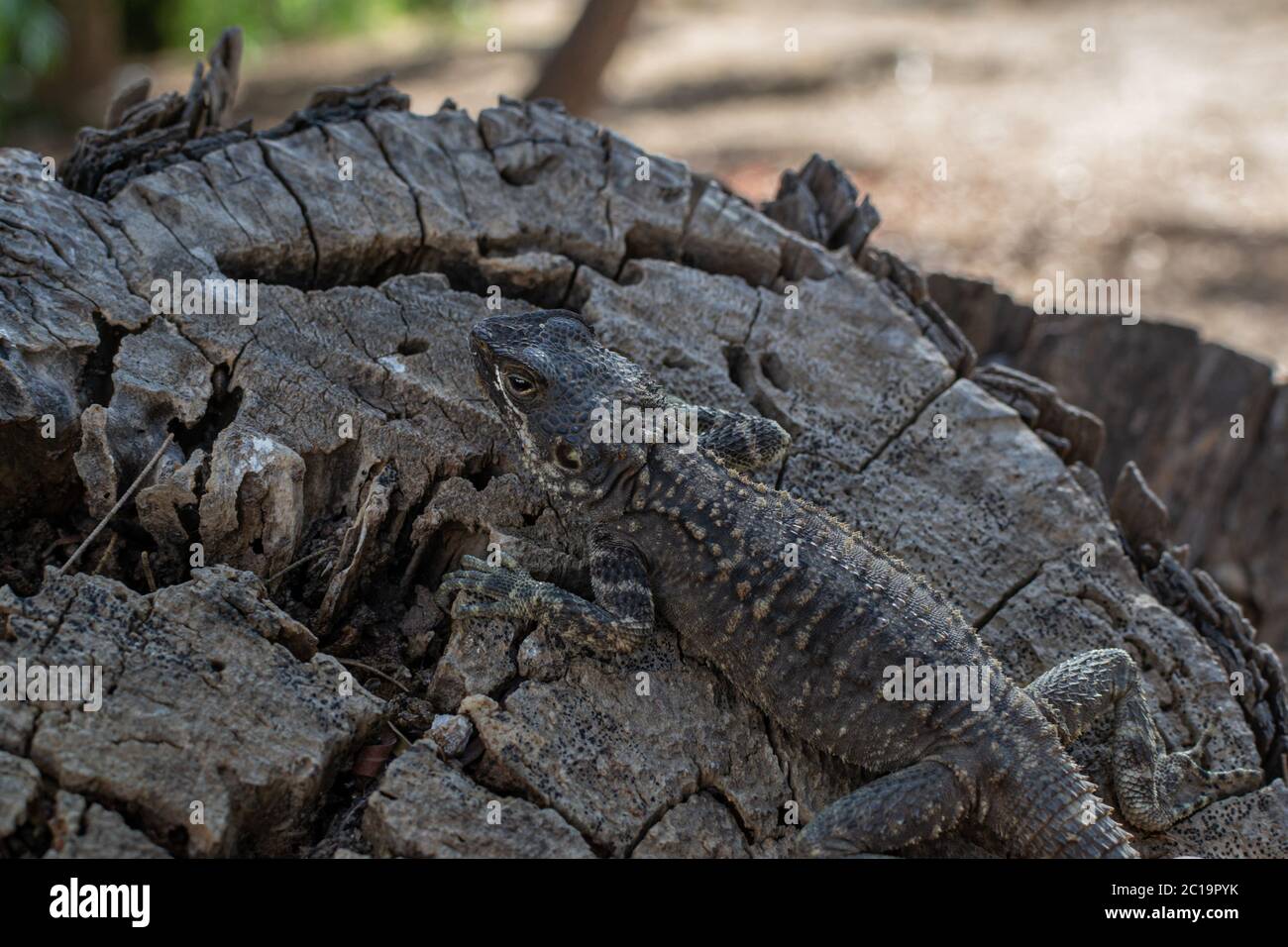Native reptilian species hi-res stock photography and images - Alamy