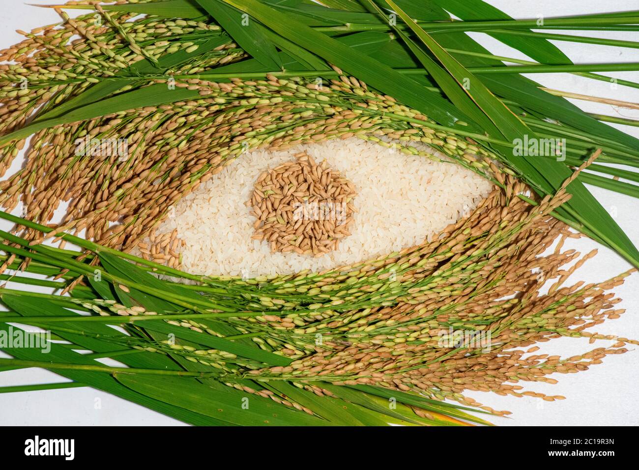 Rice Field and seedling Stock Photo - Alamy