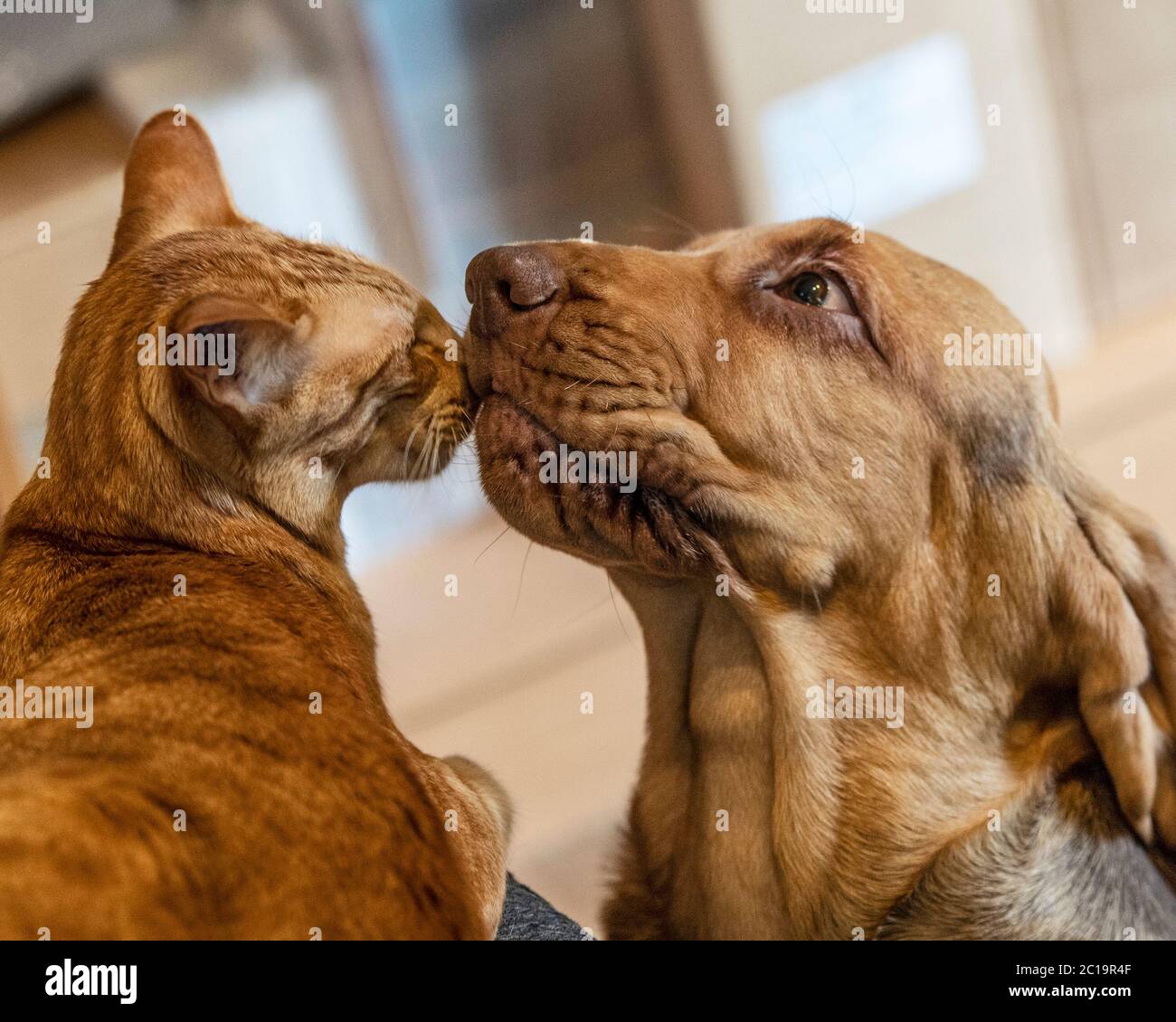 Kiss cat hi-res stock photography and images - Alamy