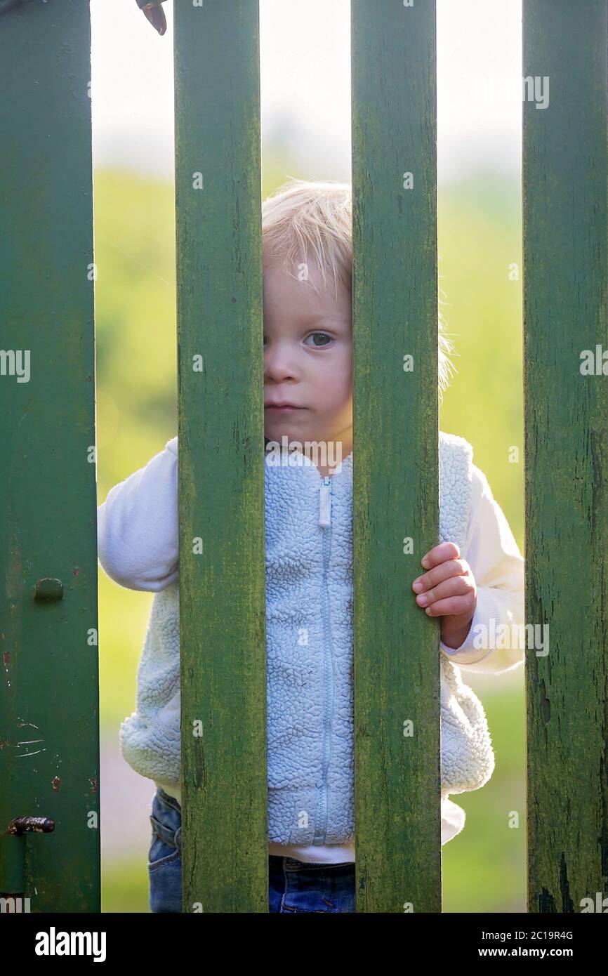 Sweet toddler boy, standing behind green wooden gate, smiling and ...