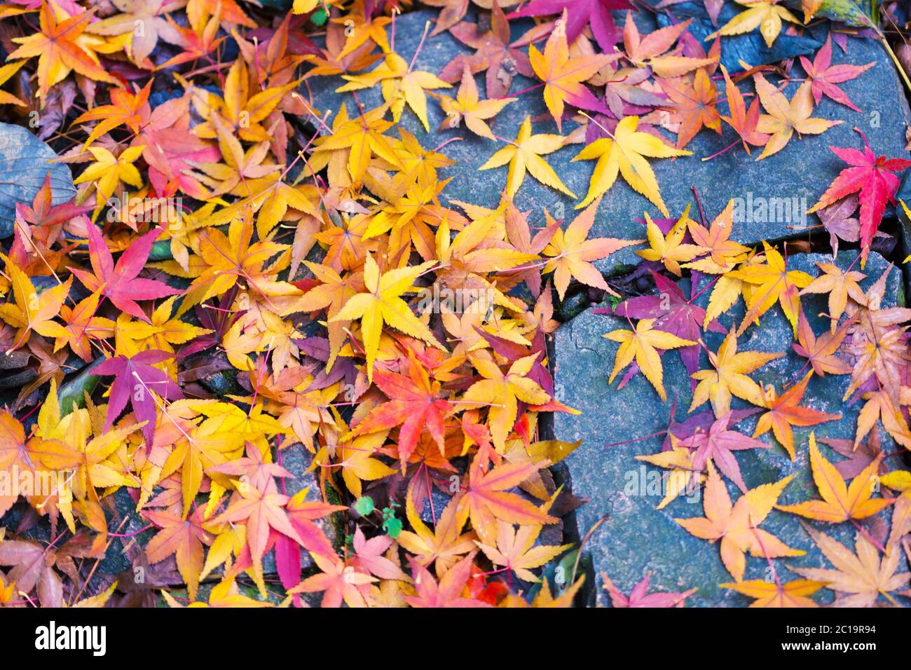 colorful fallen leaves on ground Stock Photo - Alamy