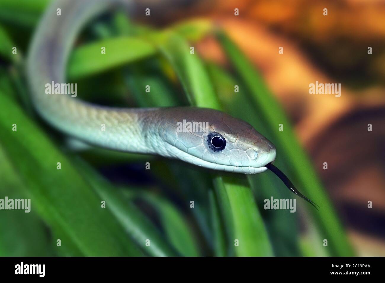Black mamba - Dendroaspis polylepis Stock Photo - Alamy