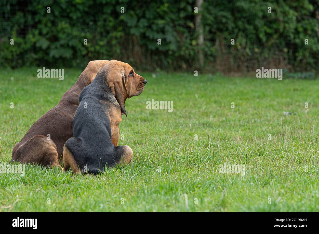 two bloodhound puppies planning and watching Stock Photo - Alamy