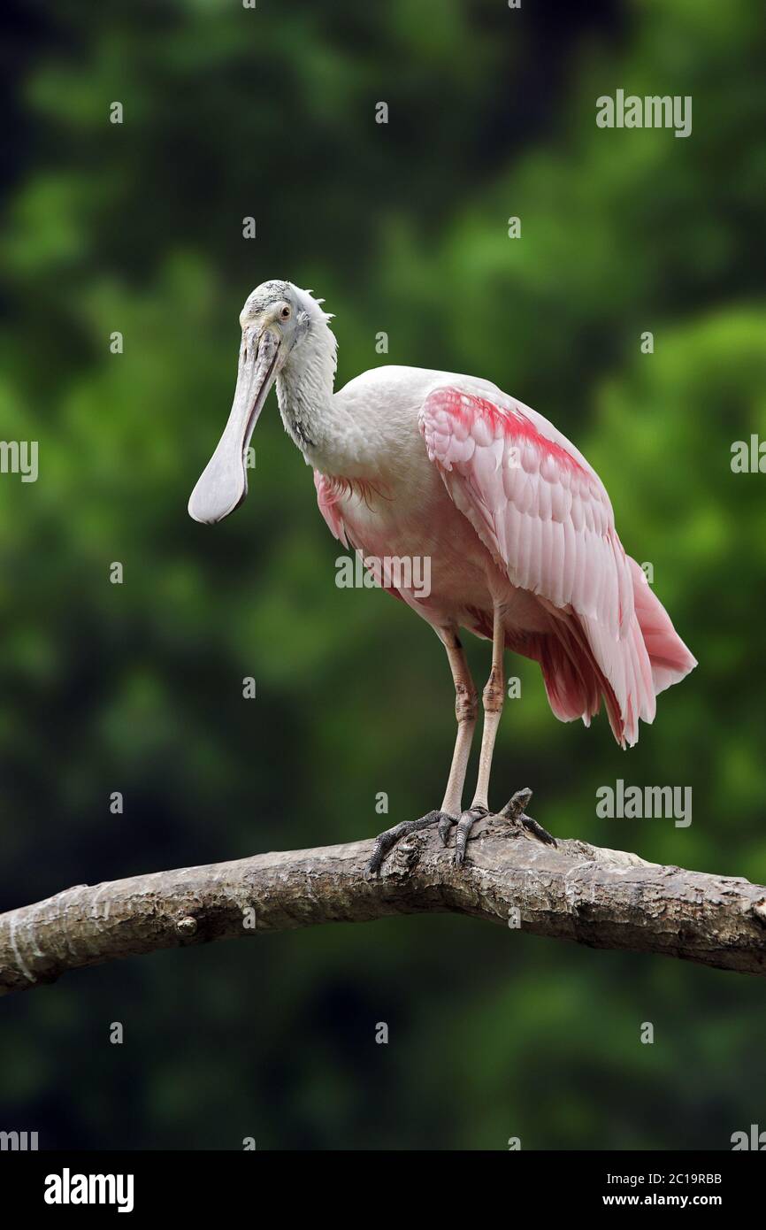 Roseate spoonbill - Platalea ajaja Stock Photo - Alamy