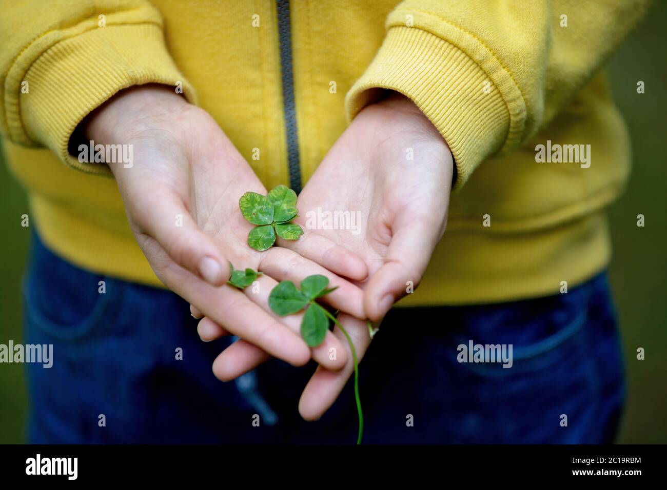 Child hands holding lucky four leaf clover. Boy have many four leaf ...