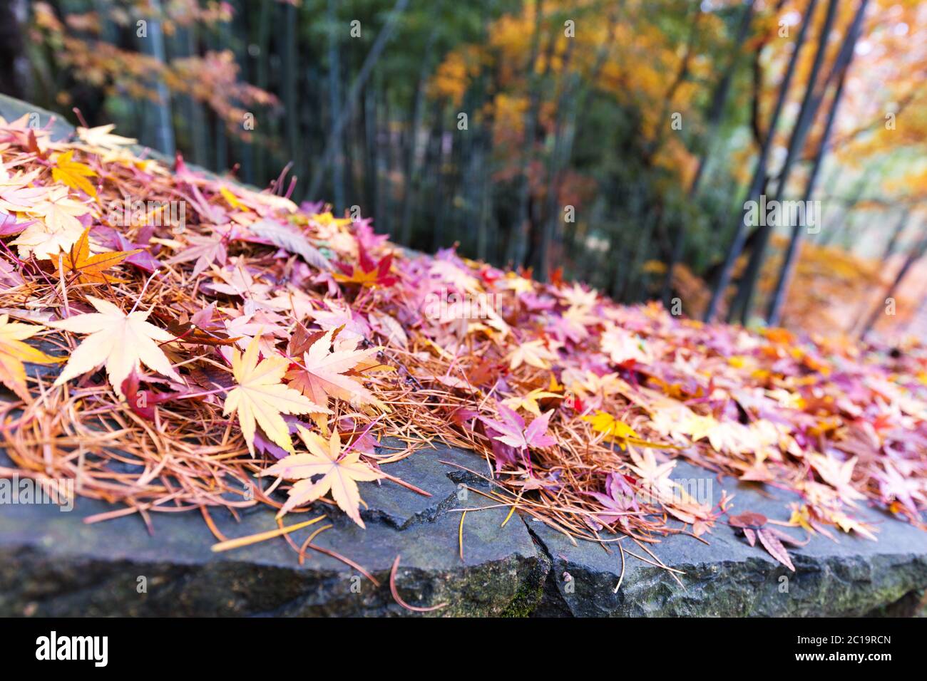 maple forest in winter Stock Photo - Alamy