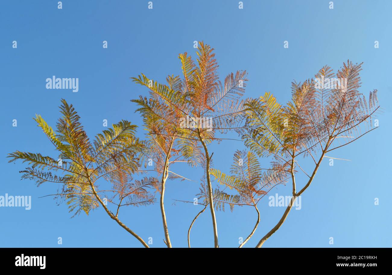 Single tree on clear blue sky background Stock Photo - Alamy