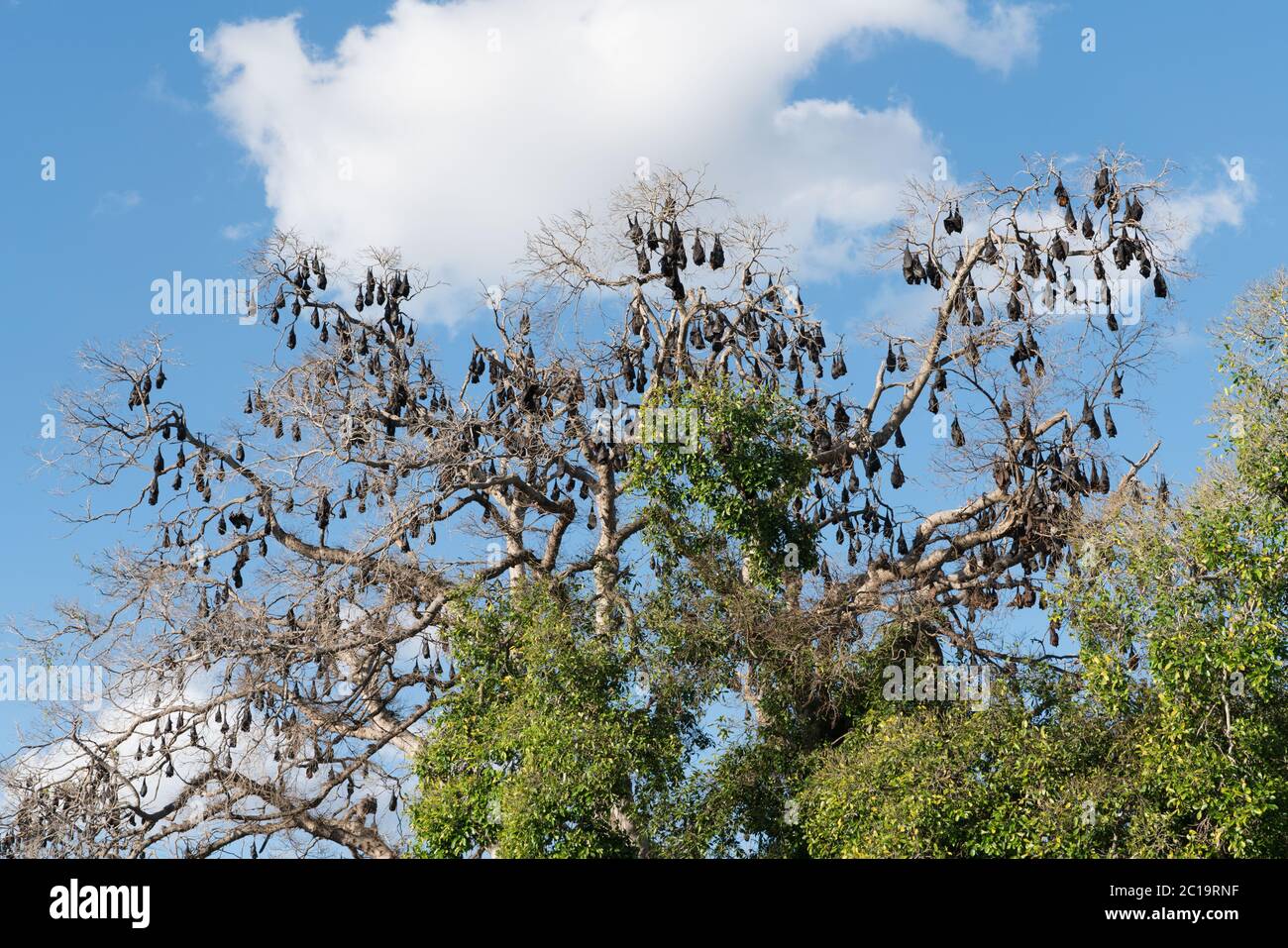 Colony of large flying fox / fruit bats (Pteropus alecto) causing ...