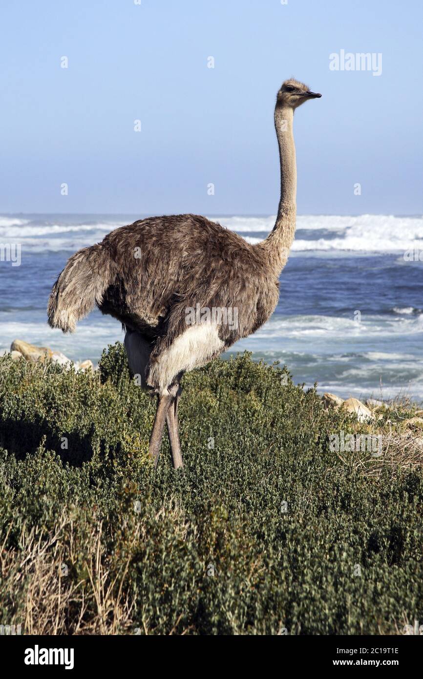Ostrich - Struthio camelus Stock Photo - Alamy