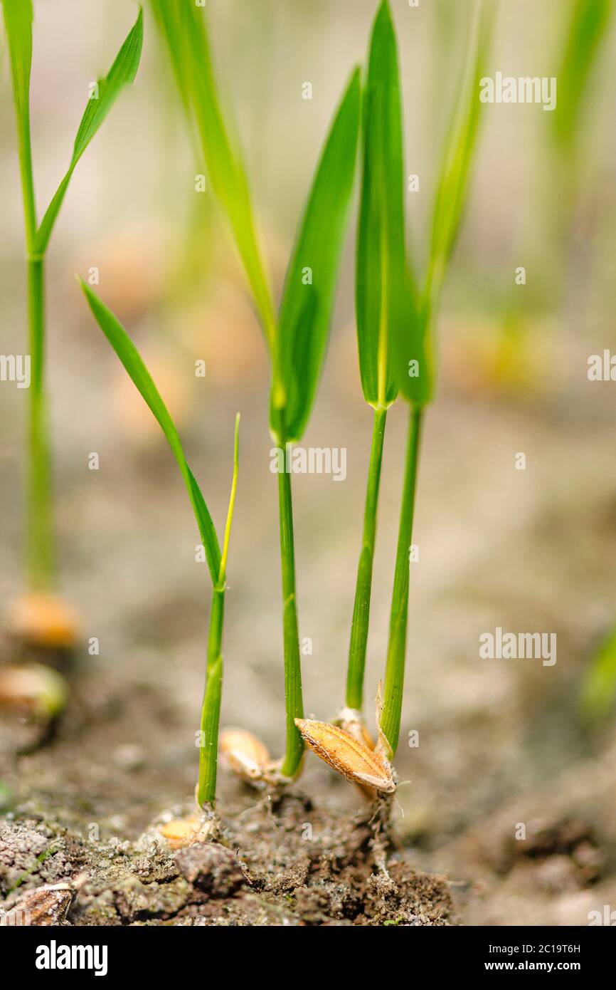 Rice Field and seedling Stock Photo - Alamy