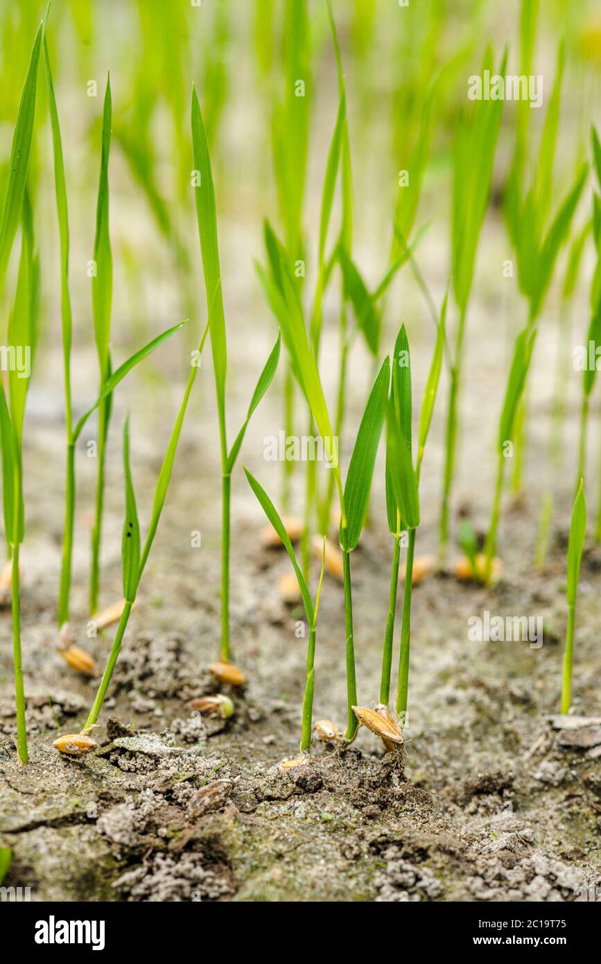 Rice Field and seedling Stock Photo - Alamy