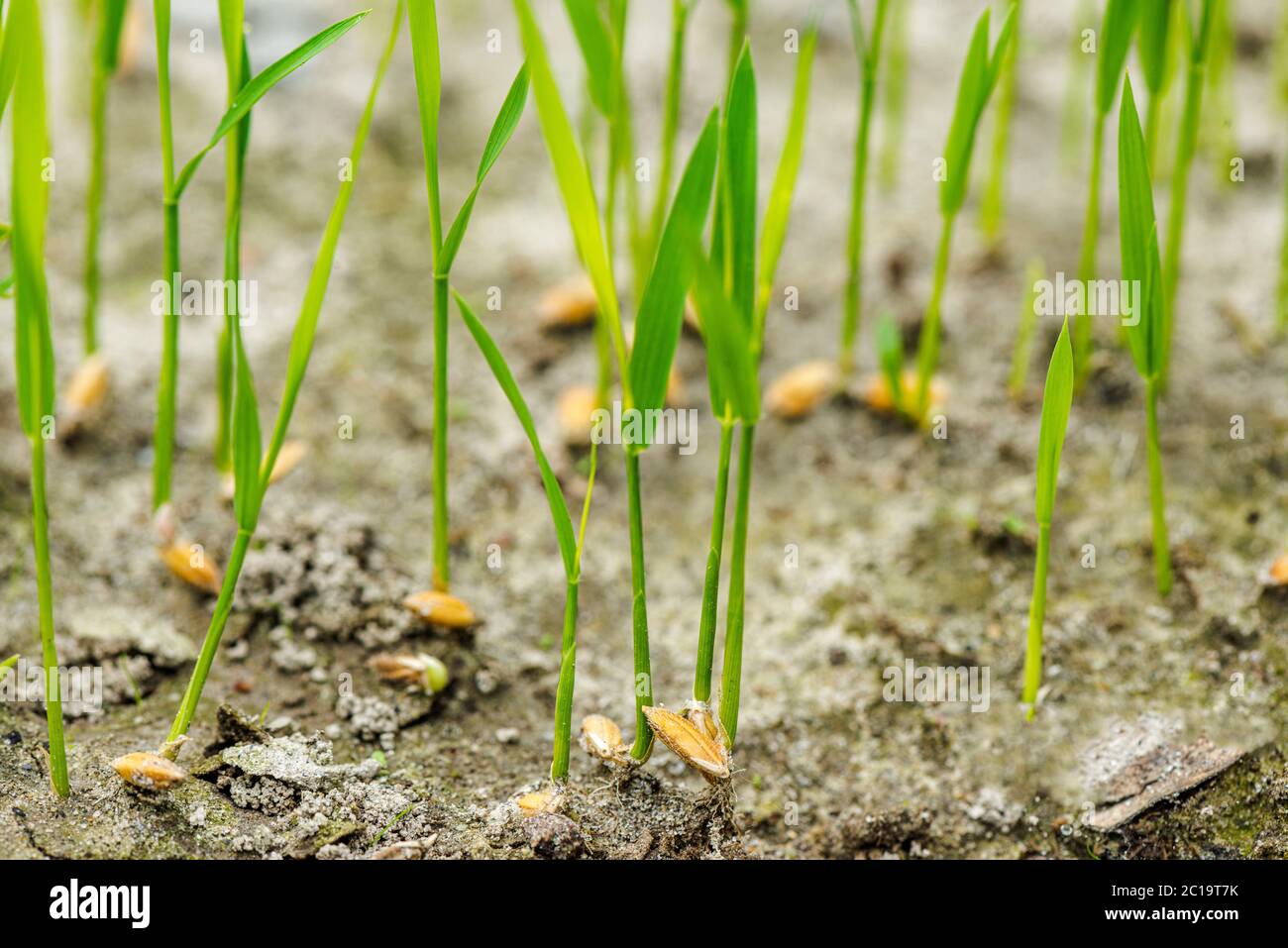 Rice Field and seedling Stock Photo - Alamy