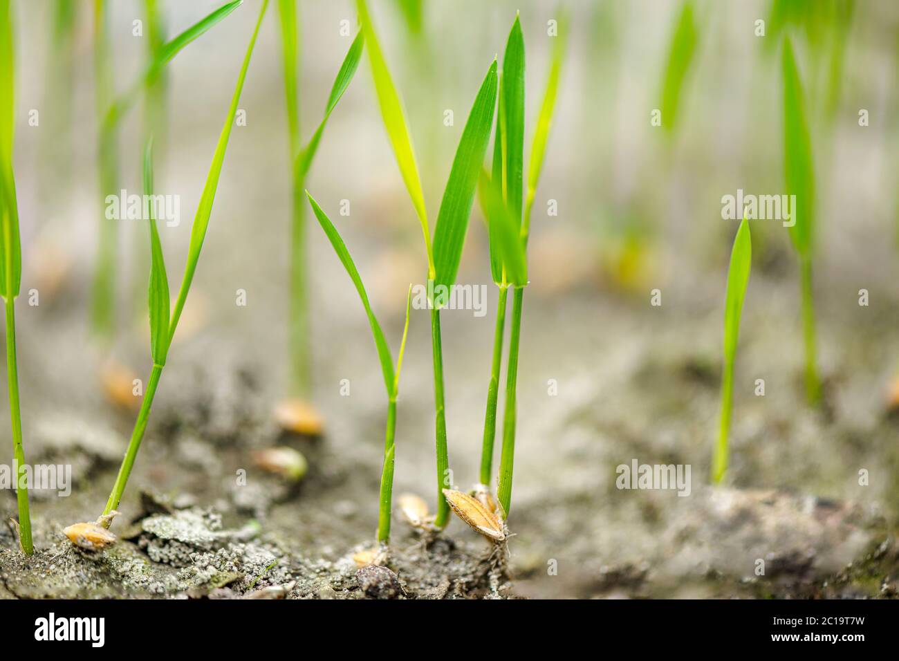 Rice Field and seedling Stock Photo - Alamy