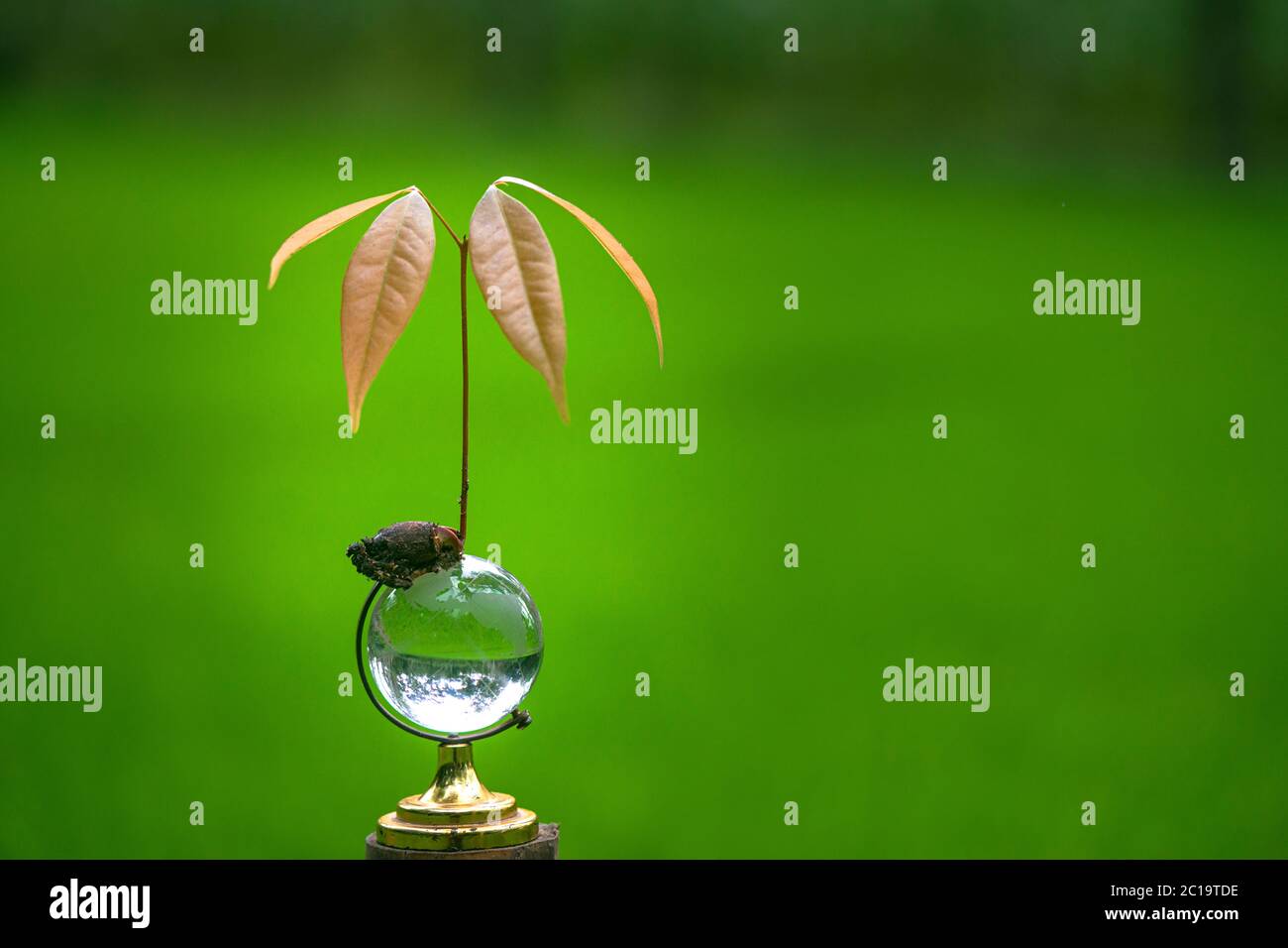 Lychee fruit seed germination Stock Photo - Alamy