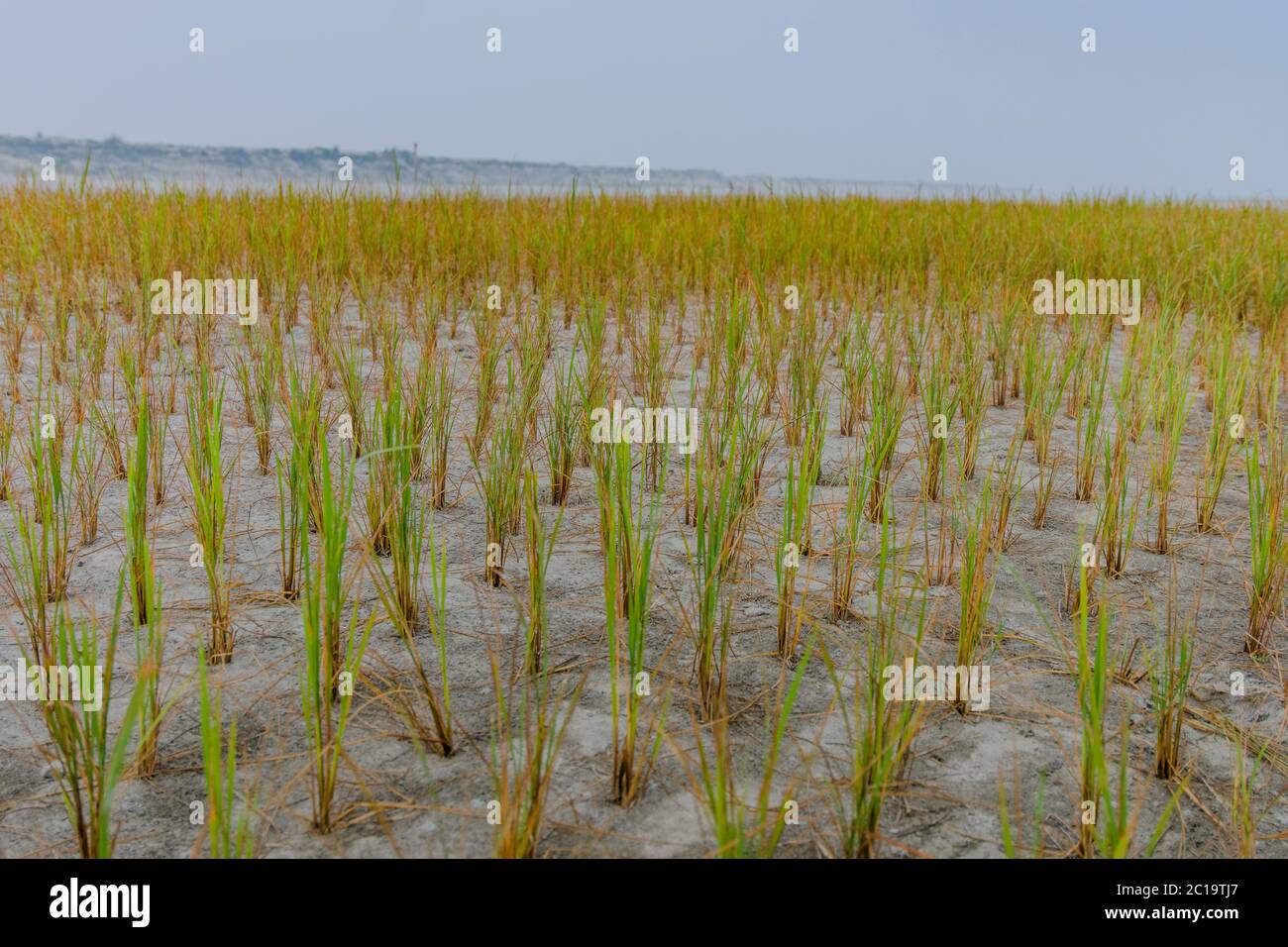 Rice Field and seedling Stock Photo - Alamy
