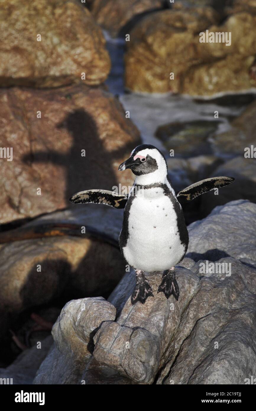 African penguin - Spheniscus demersus Stock Photo - Alamy