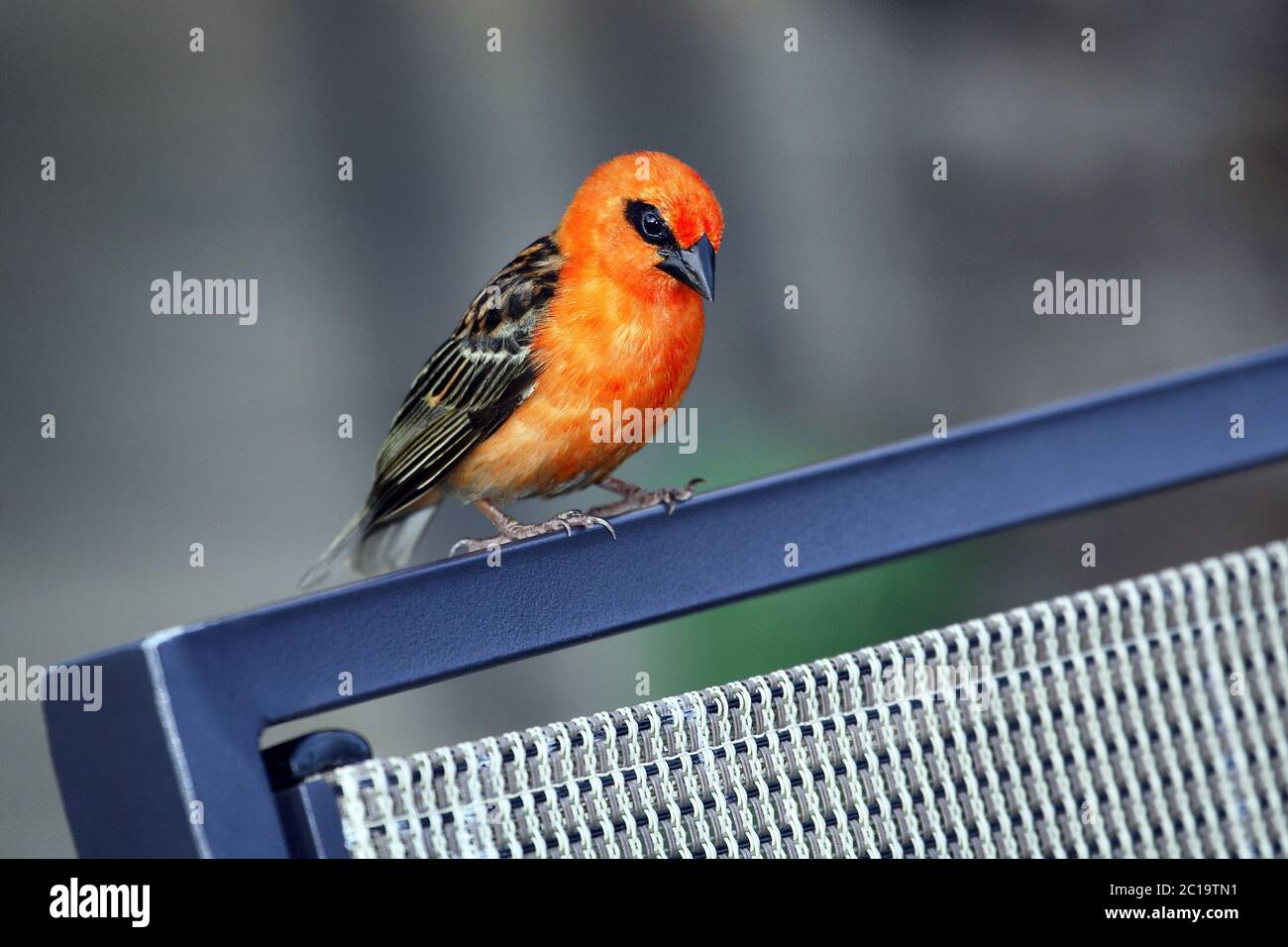 Red Fody (male) - Foudia madagascariensis Stock Photo - Alamy