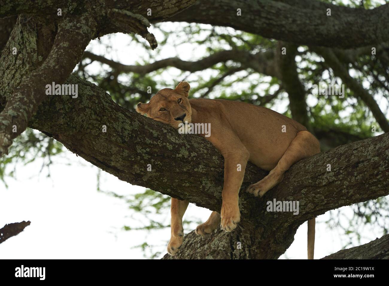 Lions climbing tree hi-res stock photography and images - Alamy