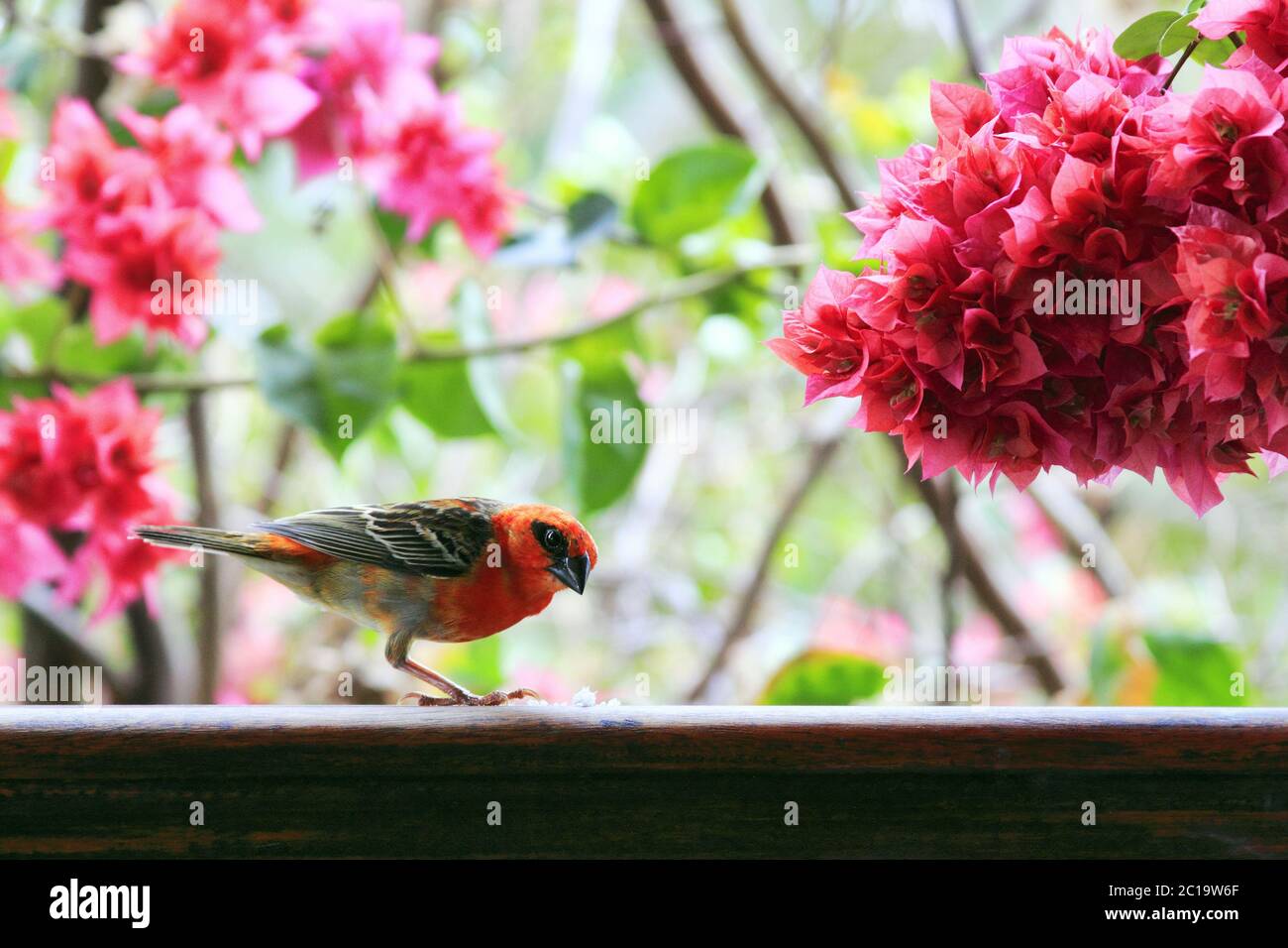 Red Fody (male) - Foudia madagascariensis Stock Photo - Alamy