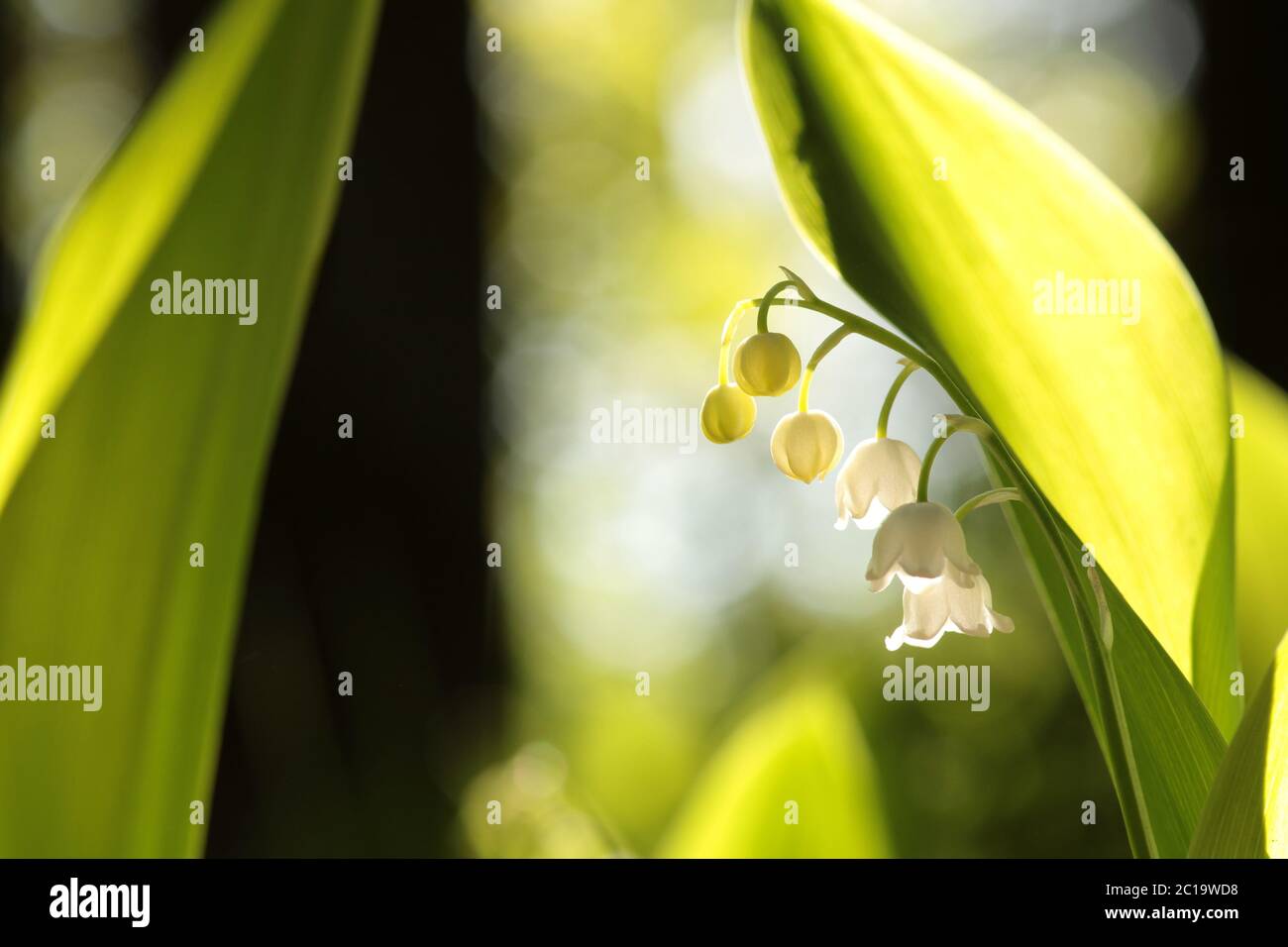 Lily nature forest hi-res stock photography and images - Alamy