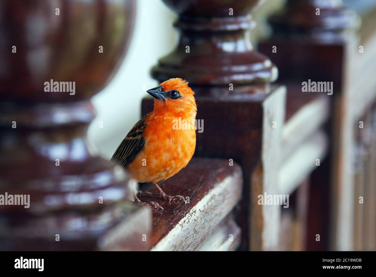 Red Fody (male) - Foudia madagascariensis Stock Photo - Alamy